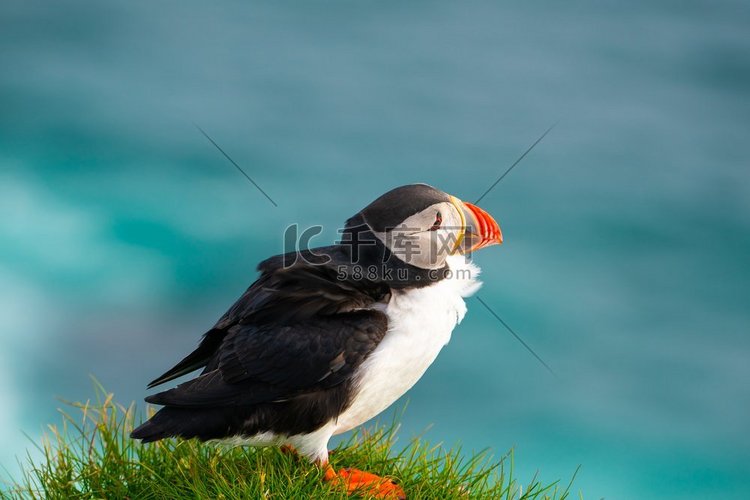 海雀，鸟，惊险，加拿大高清摄影大图-千库网