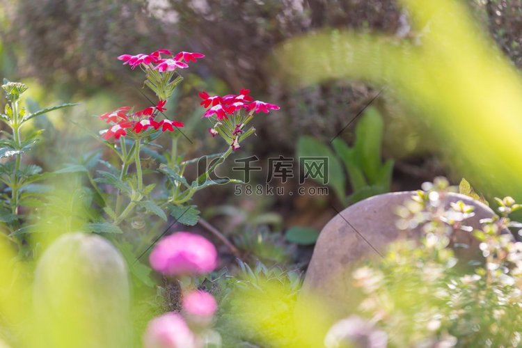 美丽的花朵特写镜头。适合花卉背景。高清摄影大图-千库网