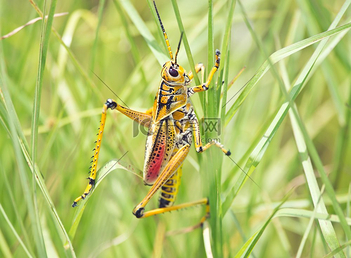 grasshopper图片素材-grasshopper模板图片下载-千库网