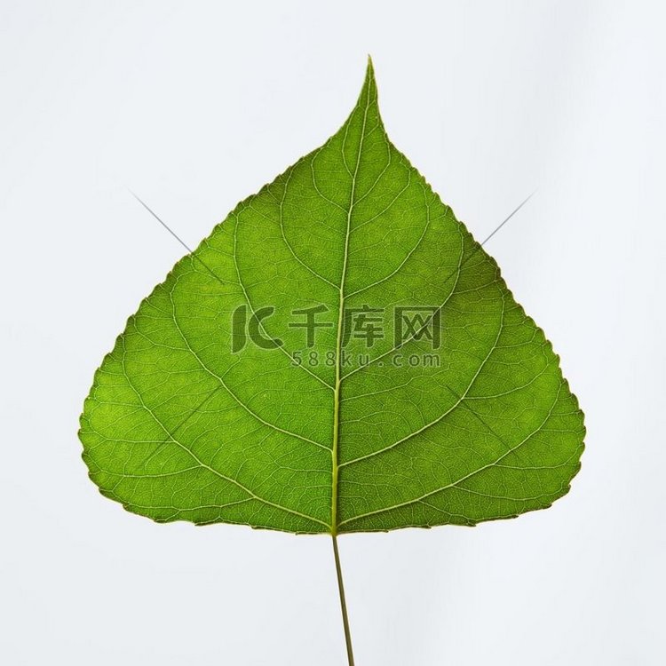 在灰色背景的特写镜头绿色叶子三角形形状与文本的空间。叶子树叶高清摄影大图-千库网