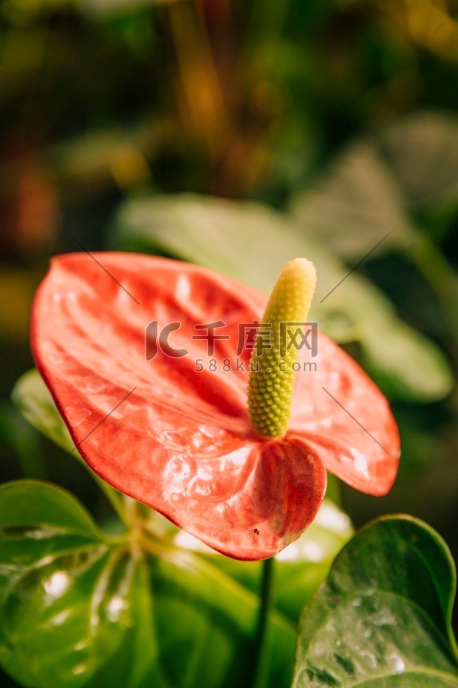 关闭红色心形的花红掌红掌花烛高清摄影大图-千库网