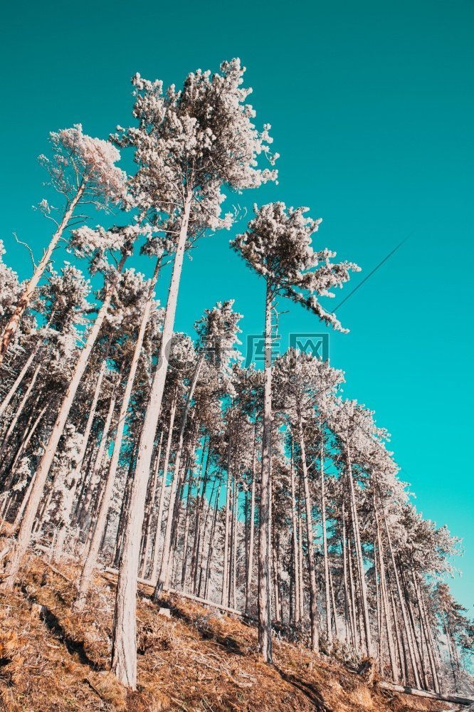 罗马尼亚Rimetea令人惊叹的冬季风景，雾和霜冻的树木高清摄影大图-千库网