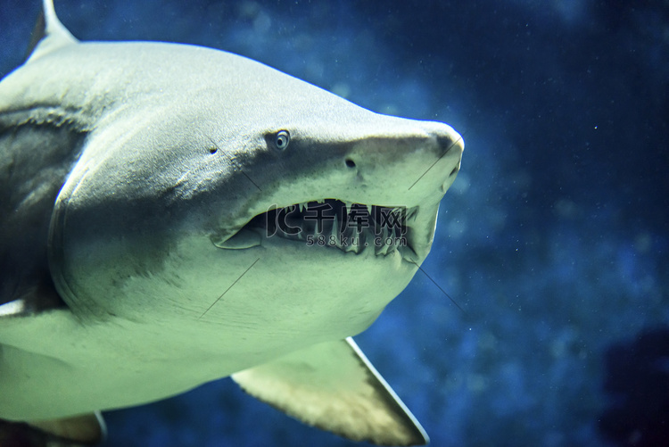 Shark. 高清摄影大图-千库网
