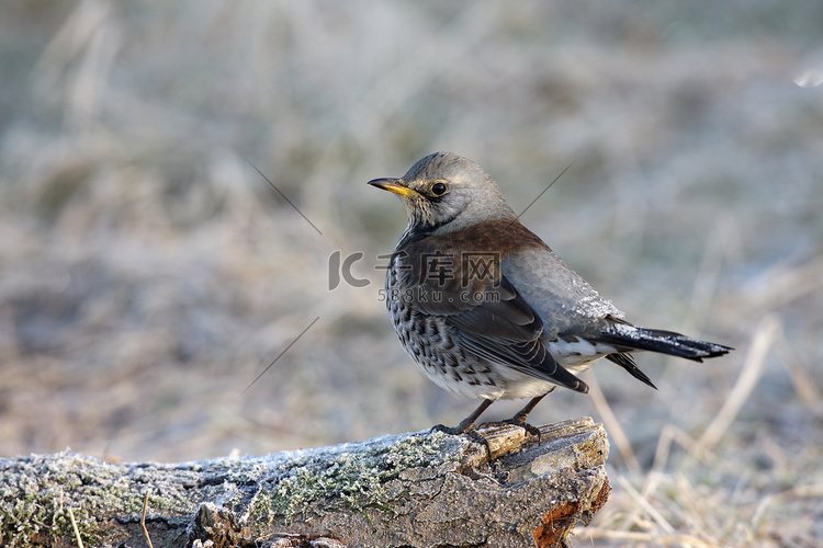 fieldfare，鸫 pilaris高清摄影大图-千库网