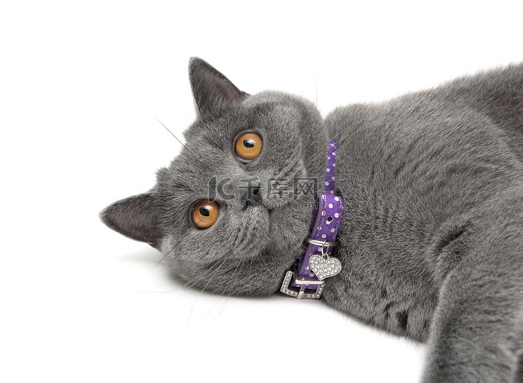 一只猫用黄色的眼睛，在白色背景上的肖像高清摄影大图-千库网