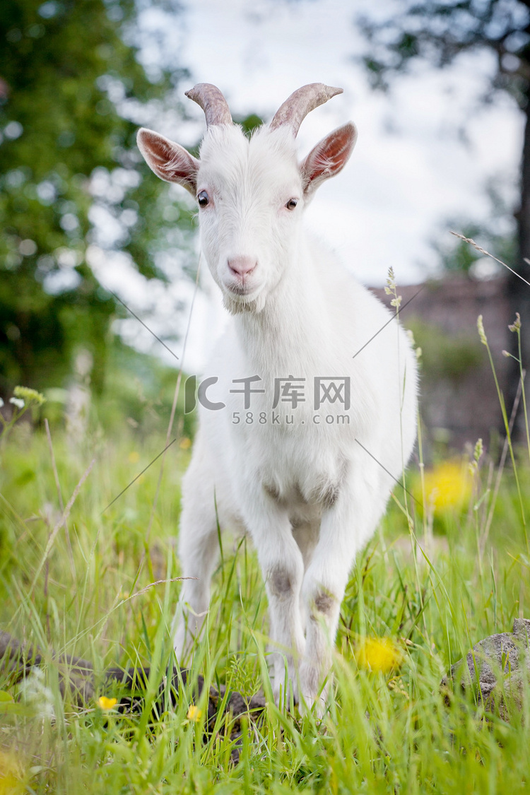 Cute young white goat高清摄影大图-千库网