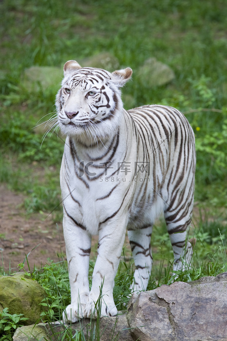 悄悄的白老虎高清摄影大图-千库网