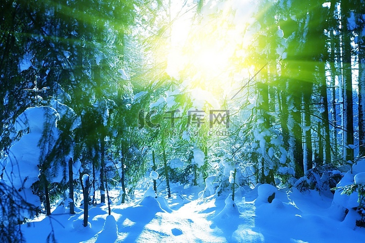 圣诞主题-冰冻的树木高清摄影大图-千库网