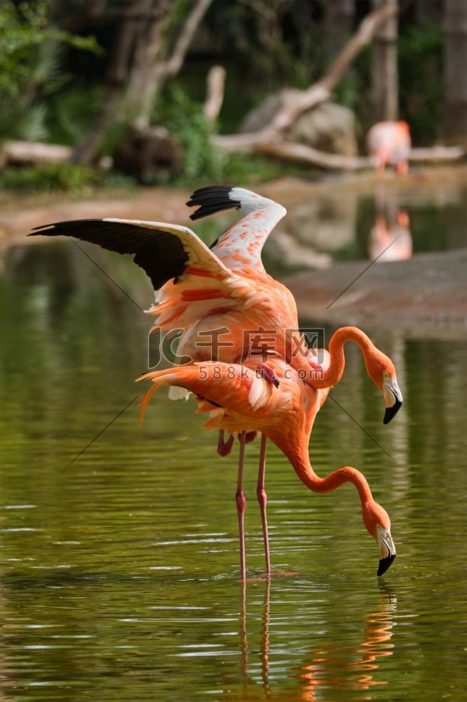 交配美国火烈鸟（Phoenvotterus ruber）粉红色的鸟在池塘。美洲火烈鸟高清摄影大图-千库网
