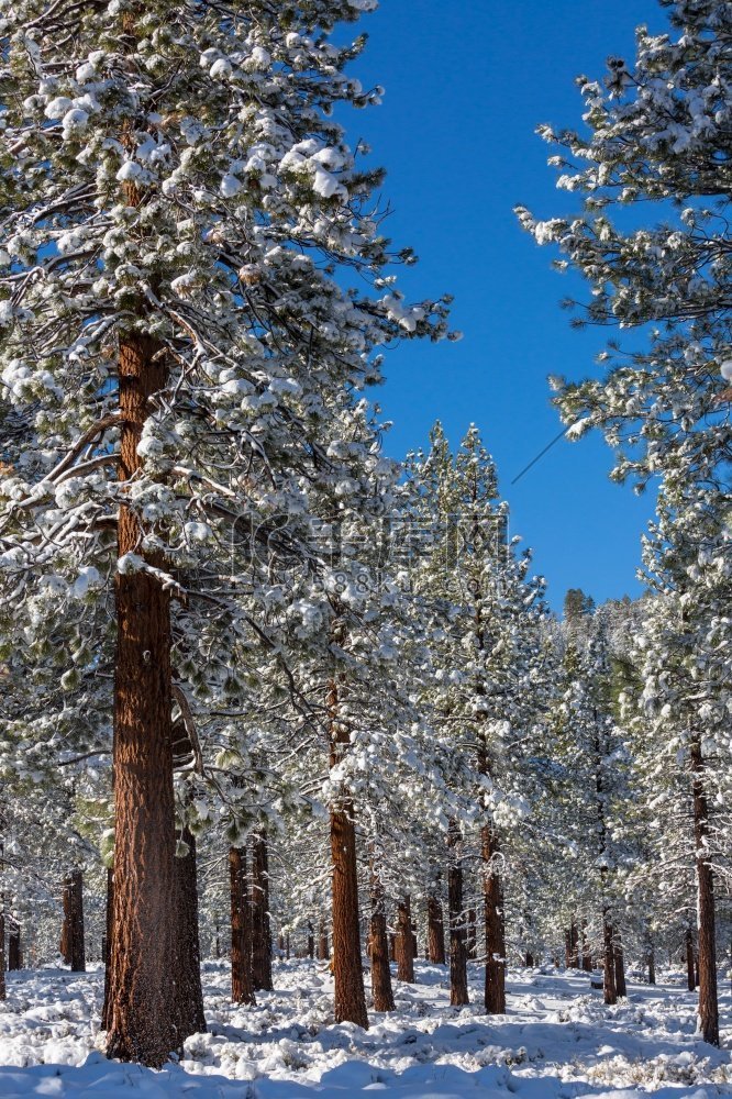 冬季风景秀丽的白雪覆盖的森林。冰雪树高清摄影大图-千库网