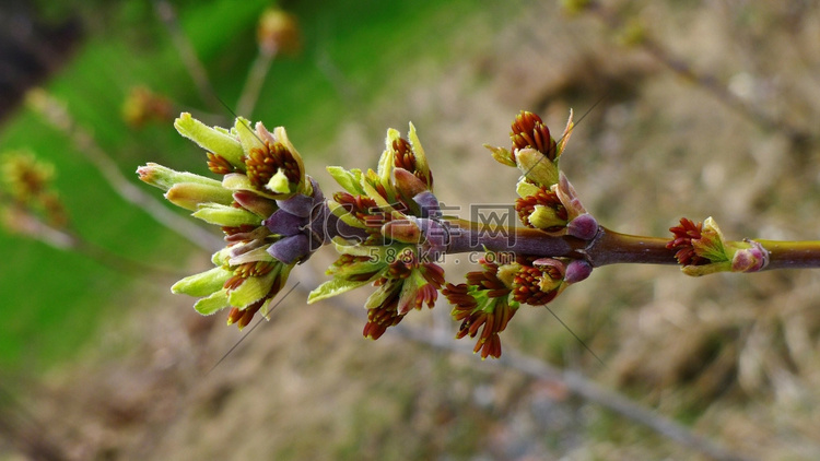 新鲜的春天芽在树枝。高清摄影大图-千库网