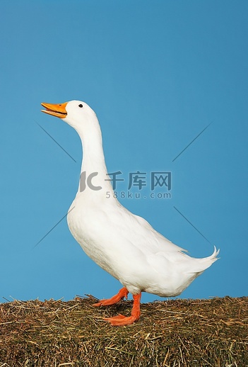 墨尔本下雪图片_墨尔本下雪素材-墨尔本下雪图片大全-千库网