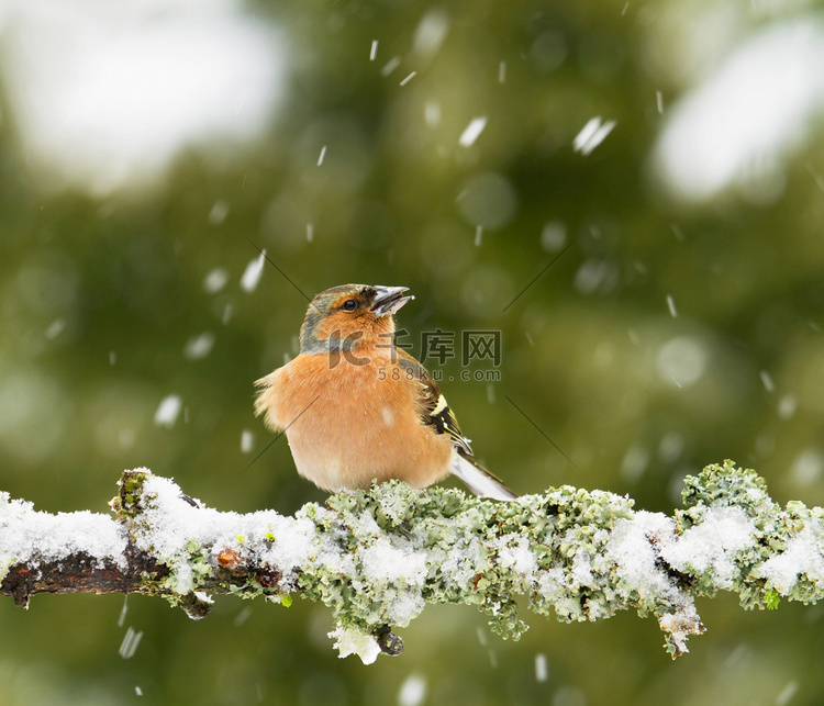 Chaffinch (Fringilla coelebs))高清摄影大图-千库网