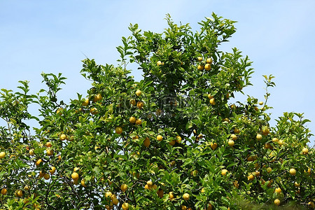 柠檬关门高清摄影大图-千库网