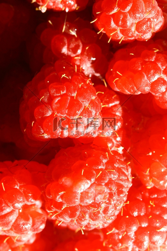 红野树莓微距特写镜头高清摄影大图-千库网