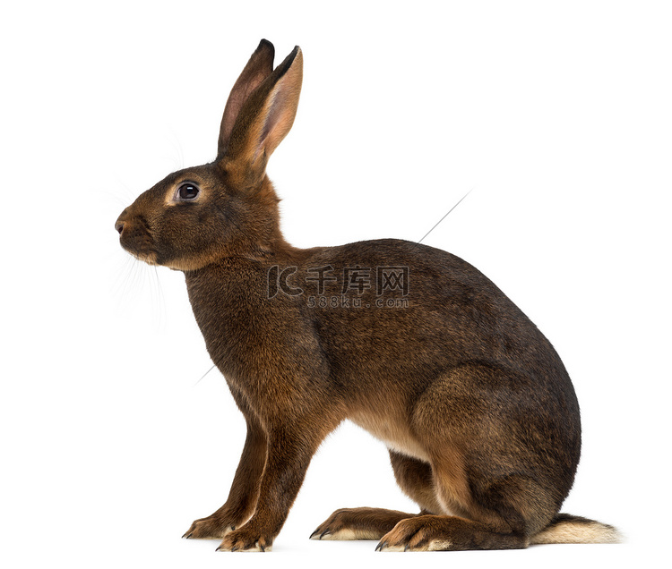 比利时恨在白色背景前面高清摄影大图-千库网