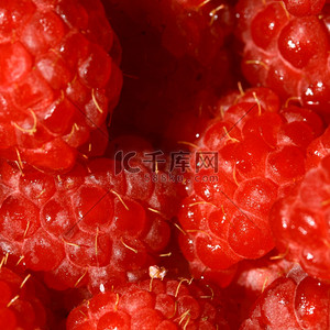红野树莓微距特写镜头高清摄影大图-千库网