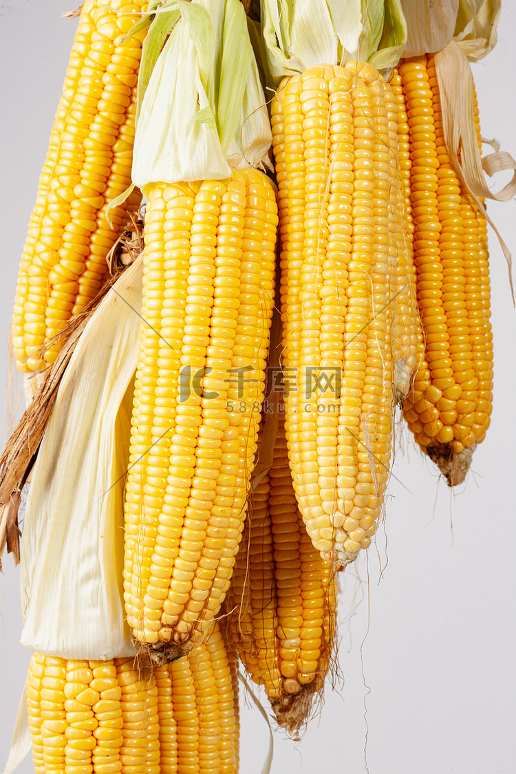 玉米高清摄影大图-千库网