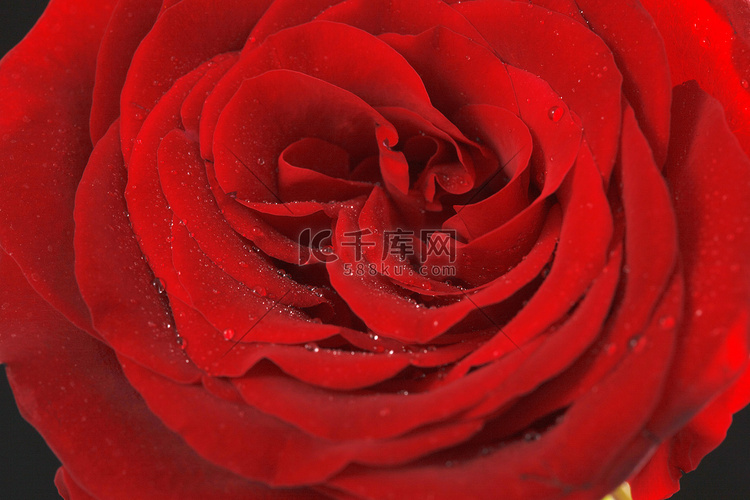 玫瑰花高清摄影大图-千库网