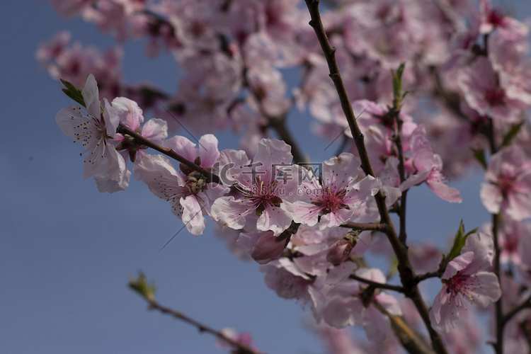 仰拍枝头桃花高清摄影大图-千库网