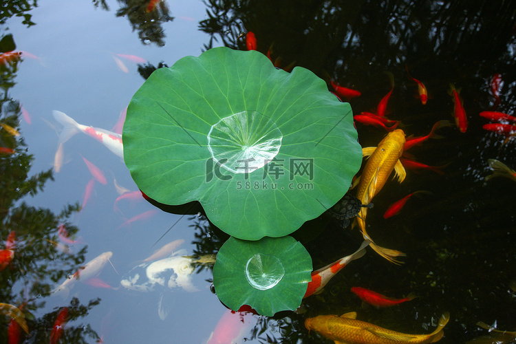 池塘金鱼高清摄影大图-千库网