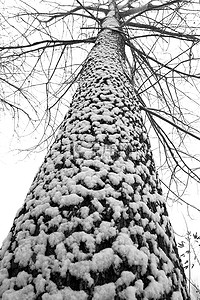 大雪后的一棵树高清摄影大图-千库网