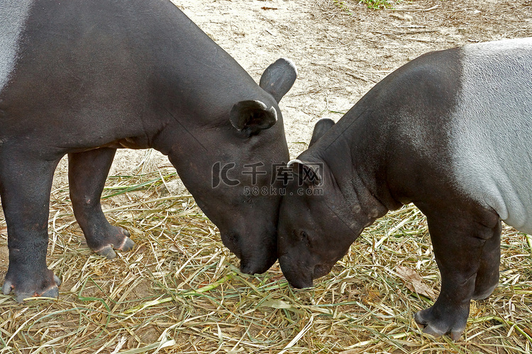 马来貘 (tapirus indicus) 泰国。高清摄影大图-千库网