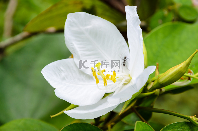 雪兰花 (Bauhinia acuminata)高清摄影大图-千库网