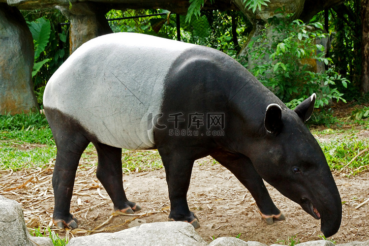 马来貘 (tapirus indicus) 泰国。高清摄影大图-千库网