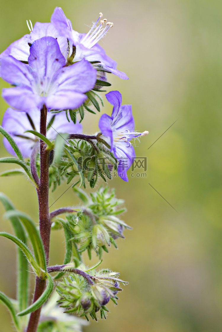俄勒冈州中部野花 - Blue Phacelia distans - Wild heliotr高清摄影大图-千库网