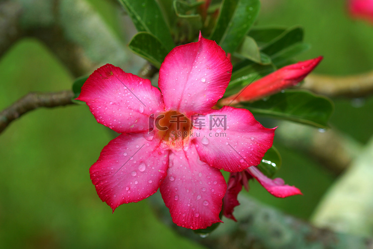 热带花卉粉红色的 Adenium。高清摄影大图-千库网