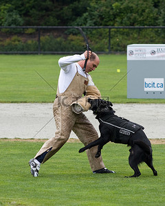 警犬比赛高清摄影大图-千库网