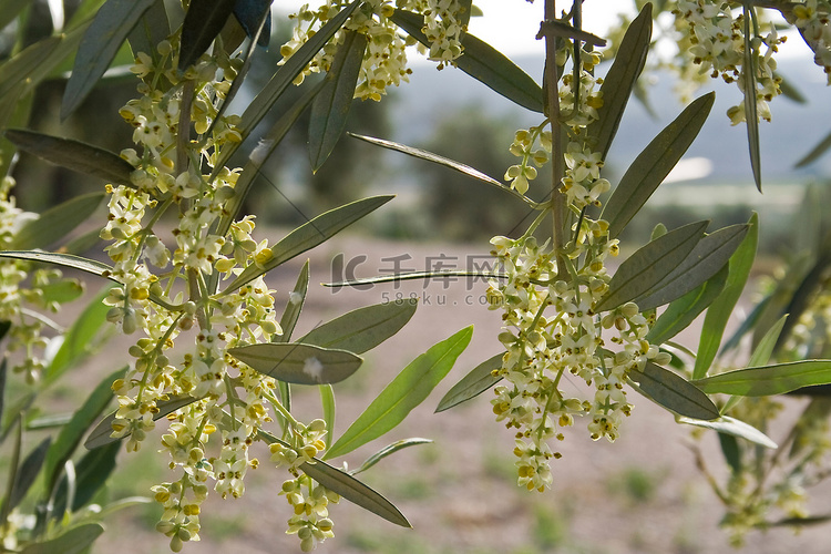 橄榄树开花，西班牙高清摄影大图-千库网
