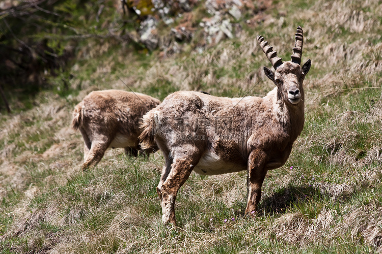 Capra Ibex - 意大利阿尔卑斯山高清摄影大图-千库网