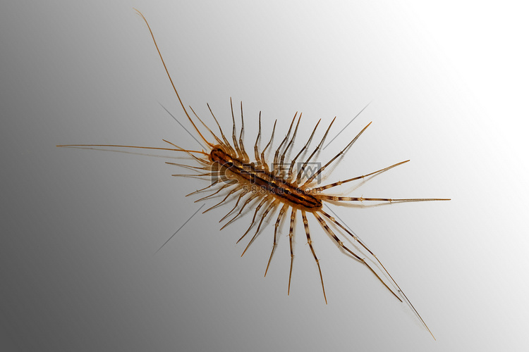 千足虫高清摄影大图-千库网