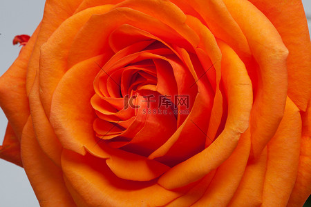 橙玫瑰高清摄影大图-千库网
