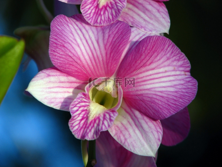 兰花（兰科）高清摄影大图-千库网