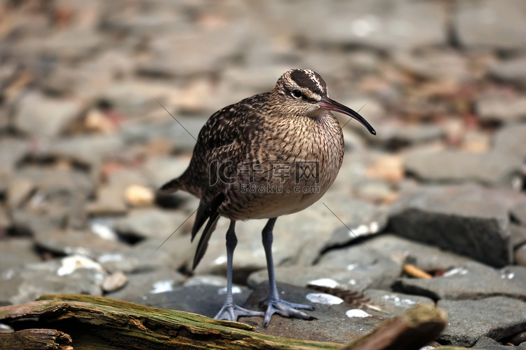 Whimbrel (Numenius Phaeopus)高清摄影大图-千库网