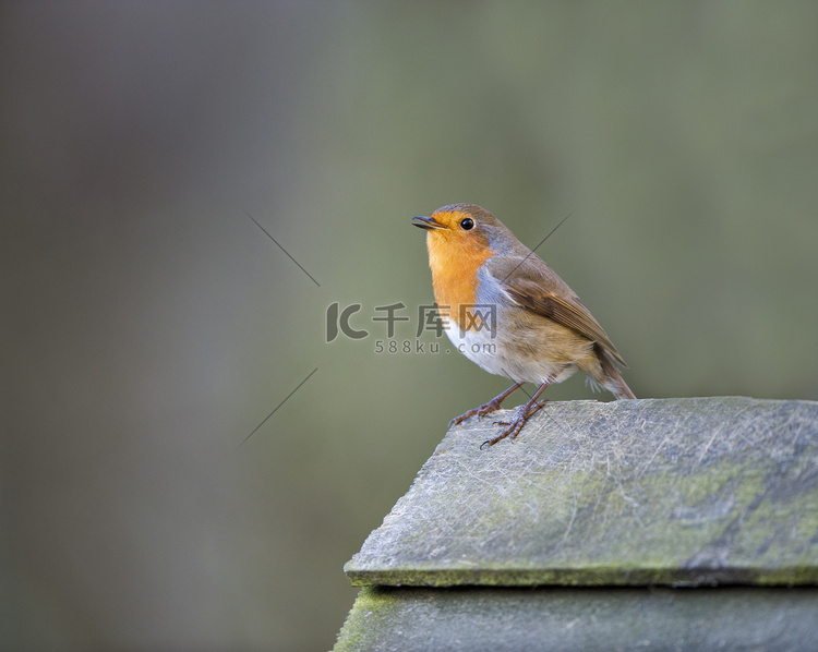 知更鸟 (Erithacus rubecula)高清摄影大图-千库网