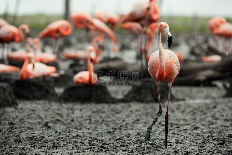 火烈鸟 (Phoenicopterus ruber) 殖民地。高清摄影大图-千库网