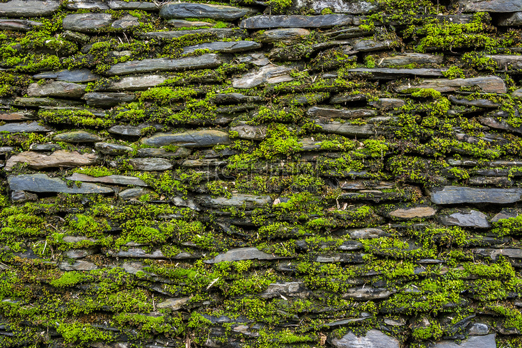 有绿色青苔的石墙高清摄影大图-千库网