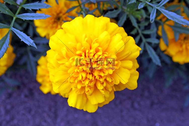 明亮的橙色万寿菊高清摄影大图-千库网