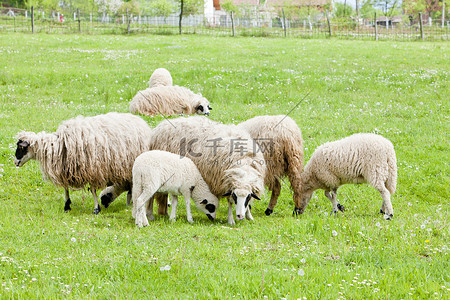 波斯尼亚和黑塞哥维那草地上的羊高清摄影大图-千库网