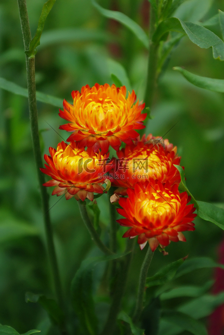 适合晾晒的蜡菊花高清摄影大图-千库网