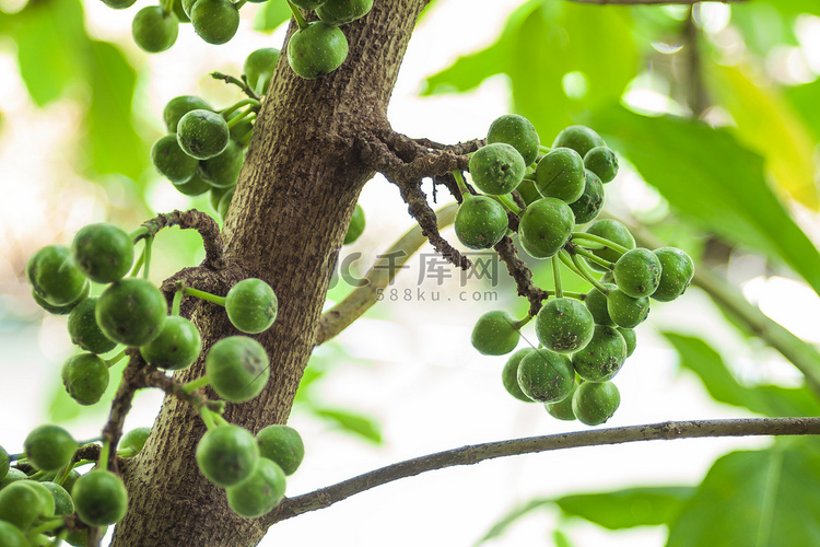 Ficus spp.or Ficus racemosa L.高清摄影大图-千库网