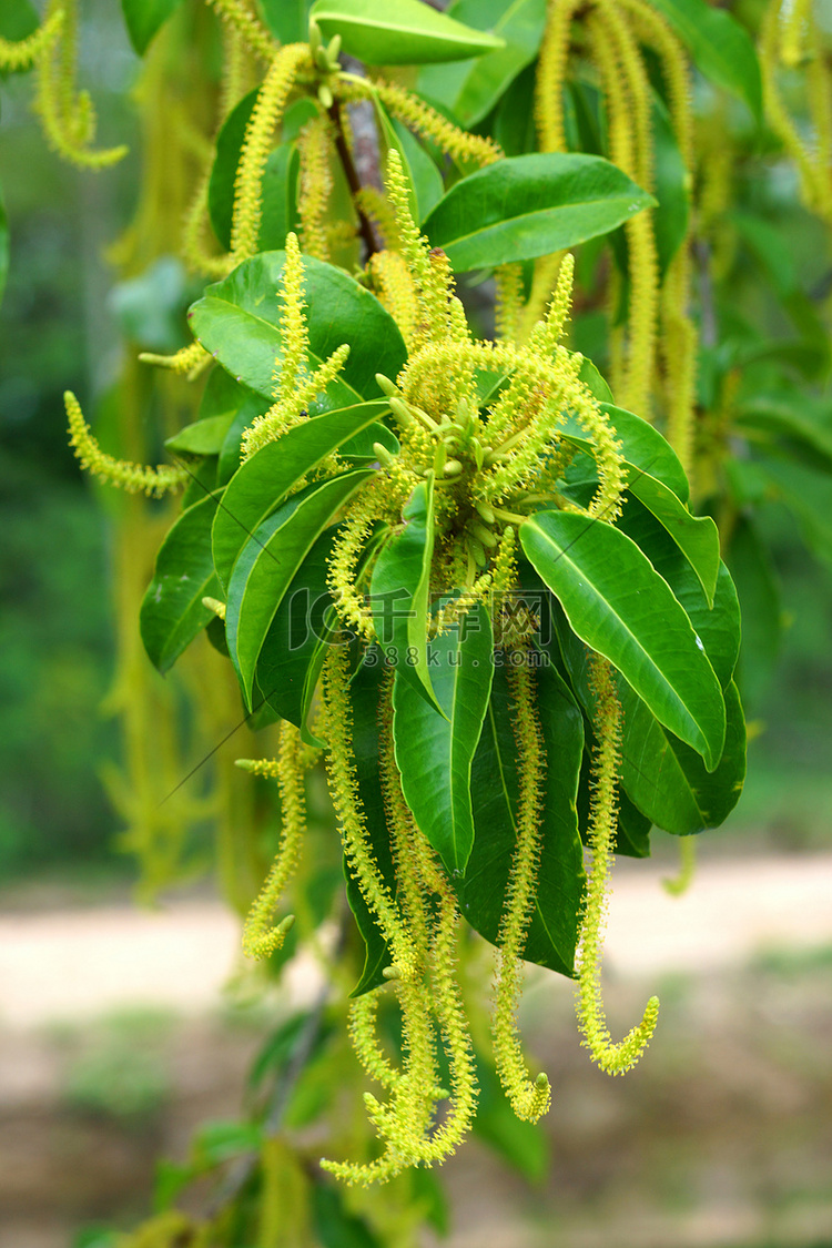 花绿色的红树林。高清摄影大图-千库网