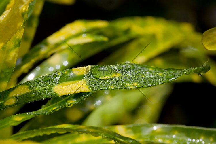 花园里的草防雨高清摄影大图-千库网