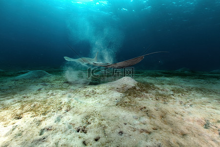 扇尾黄貂鱼 (pastinachus sephen) 红海。高清摄影大图-千库网