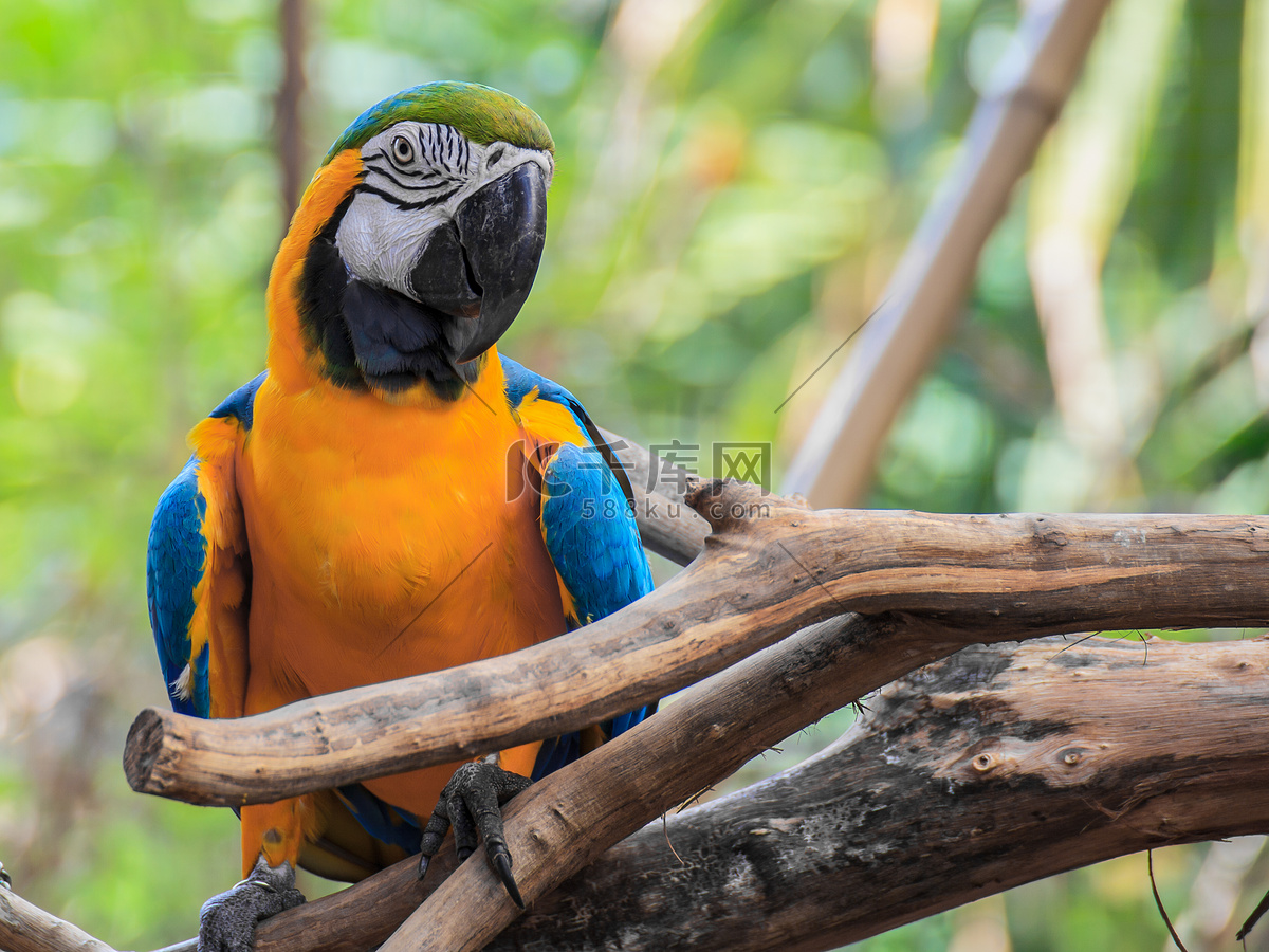蓝色和金色金刚鹦鹉，学名“Ara ararauna”鸟高清摄影大图-千库网