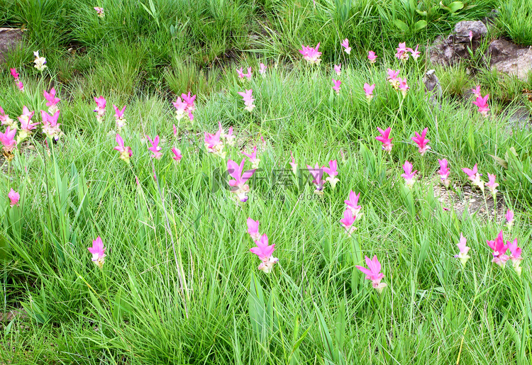 暹罗郁金香或 Patuma 领域高清摄影大图-千库网